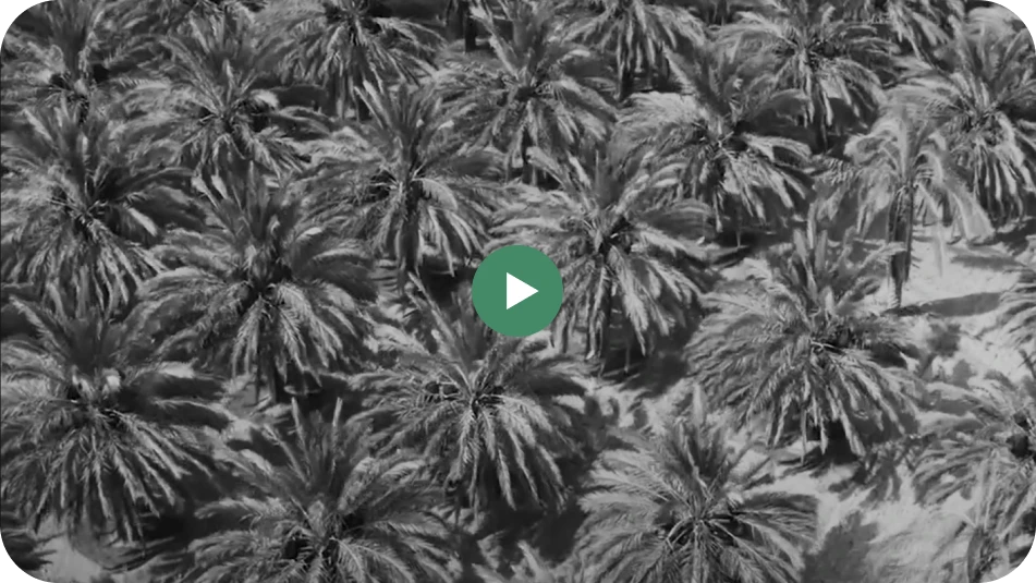 DATES Archives - Negin Elixir co